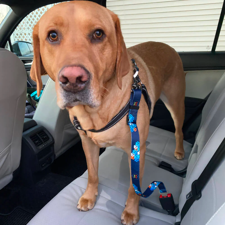 World's Safest Bully Stick & Dog Chew Holder | Bow Wow Buddy