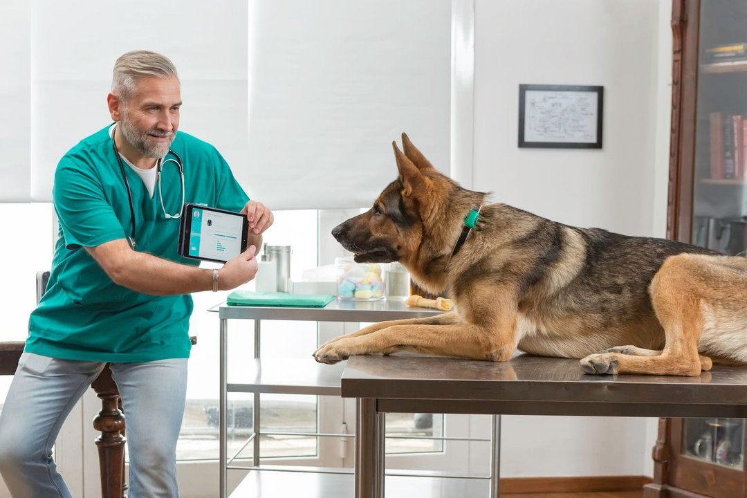 Explore: A Digital Map of Dog Health & Wellness | FitBark