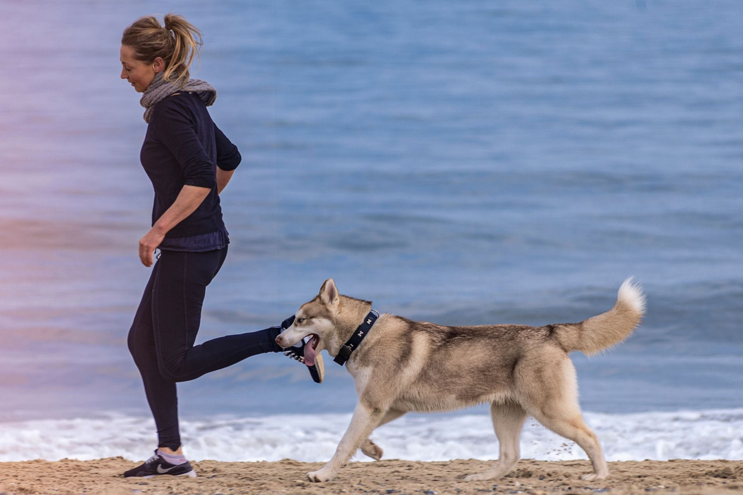 FitBark GPS Pet Tracker & Activity Monitor | Smart Collar for Dogs & Cats