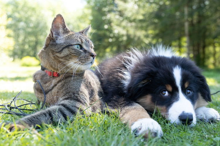 FitBark GPS Pet Tracker & Activity Monitor | Smart Collar for Dogs & Cats