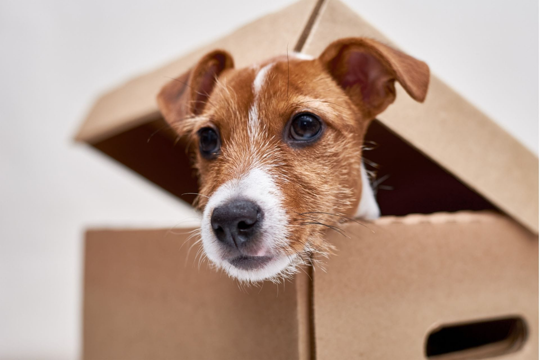 FitBark Official Store