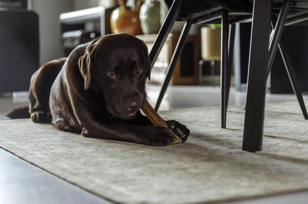 Dog Chits | Best Dog Treatments in USA