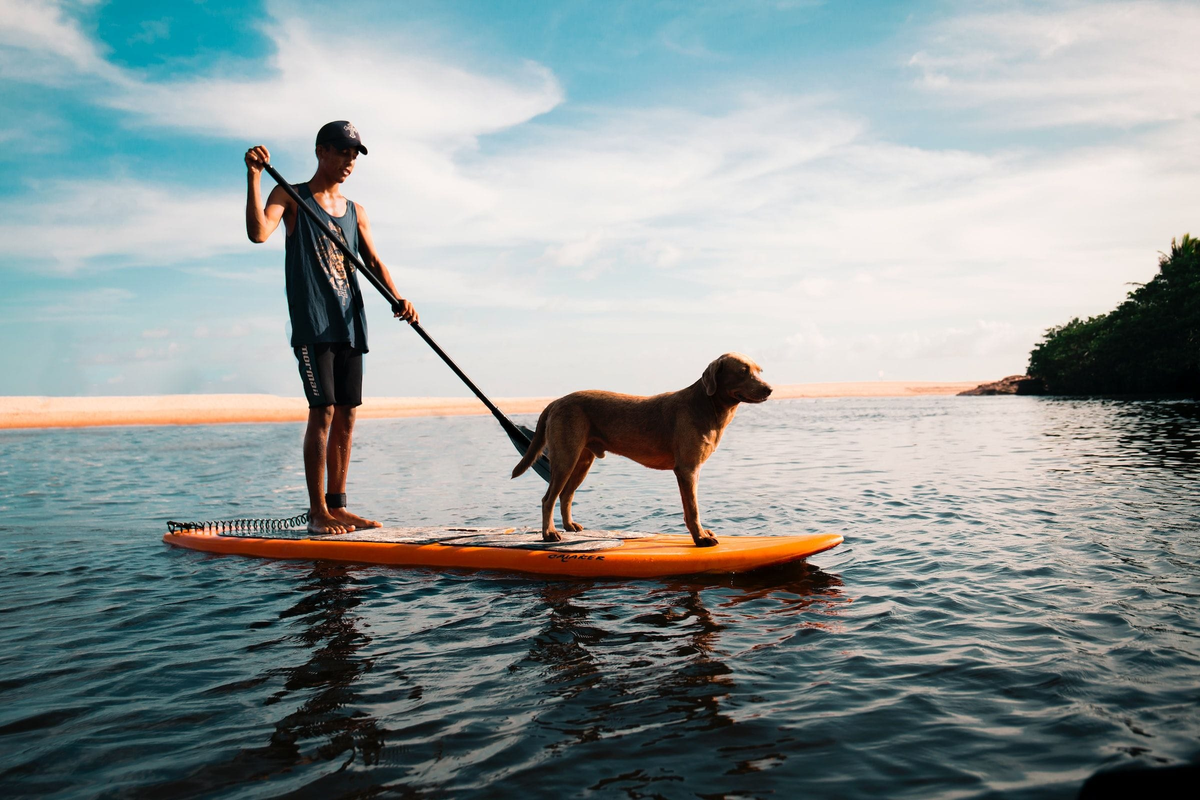 FitBark GPS Pet Tracker & Activity Monitor | Smart Collar for Dogs & Cats