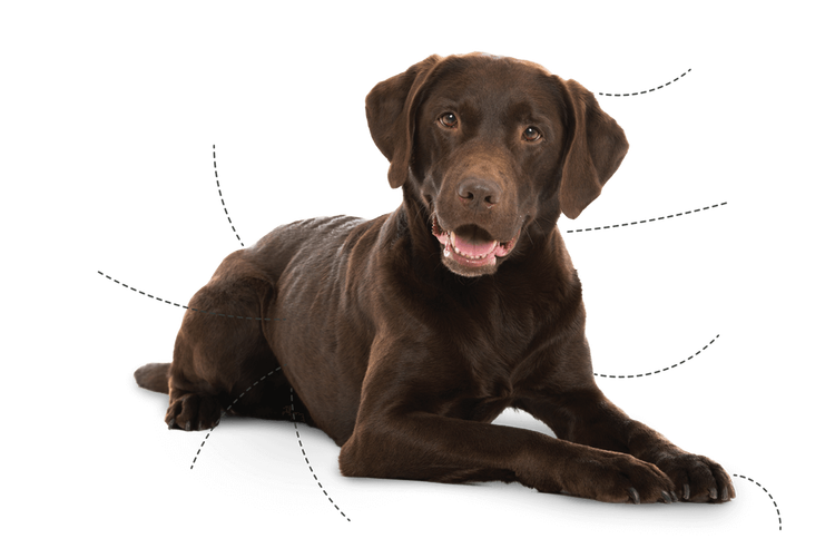 Four Leaf Rover - Super Premium Supplements for Dogs