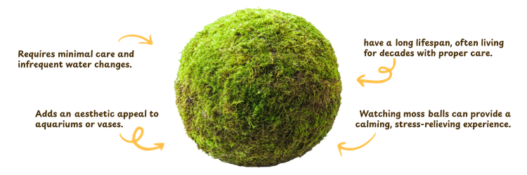 Moss Amigo | Moss Amigos, Easiest Pet Plant to Care for