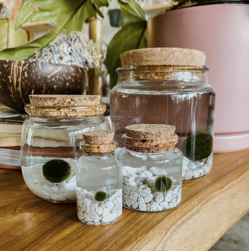 Become A Retail Partner | Moss Amigos Moss Ball Pet Plants