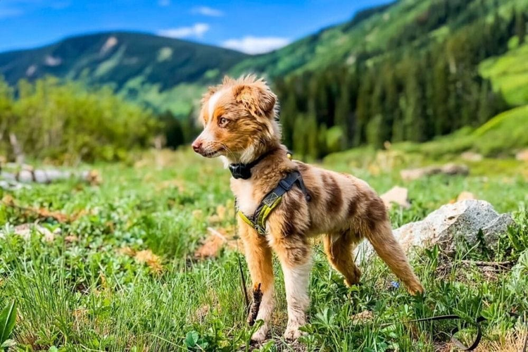 FitBark GPS Pet Tracker & Activity Monitor | Smart Collar for Dogs & Cats