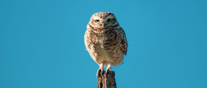 Day Owl: Backpacks for Sustainable Days. Made with Recycled Plastic.