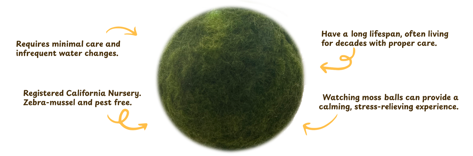 Moss Amigos | Home of the Original Pet Moss Ball Plant