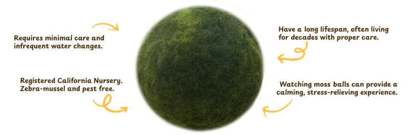 Moss Amigos | Home of the Original Pet Moss Ball Plant