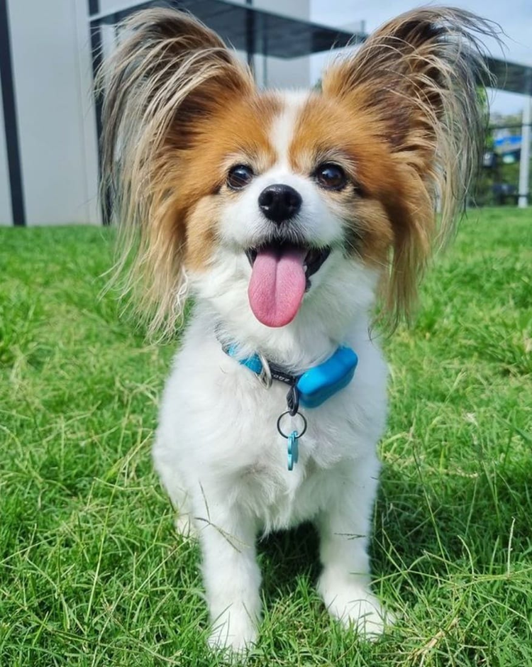 FitBark GPS Pet Tracker & Activity Monitor | Smart Collar for Dogs & Cats