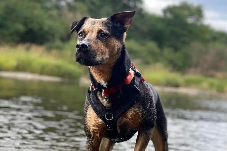 FitBark GPS Pet Tracker & Activity Monitor