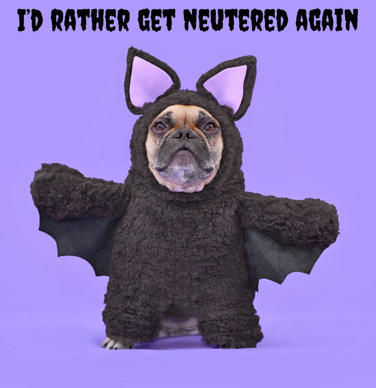 Dog Chits | Best Dog Treatments in USA