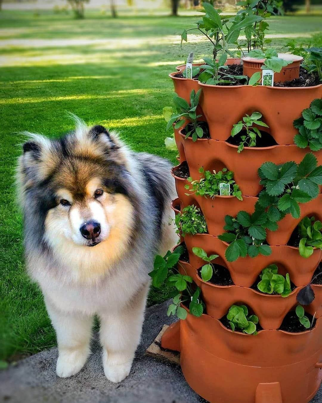 Garden Tower 2™ | Award-Winning Vertical Garden Planters
