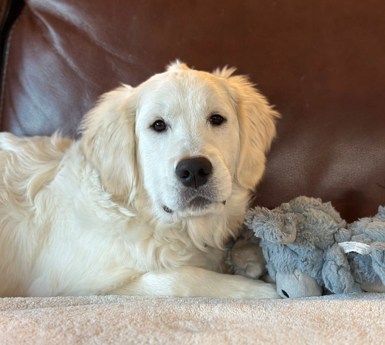 Four Leaf Rover - Super Premium Supplements for Dogs