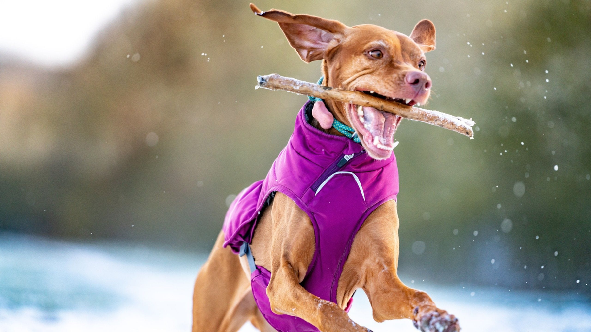 FitBark GPS Pet Tracker & Activity Monitor | Smart Collar for Dogs & Cats