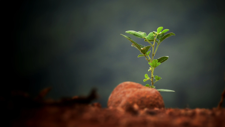 1+1 Offset to Conserve – by LATAM